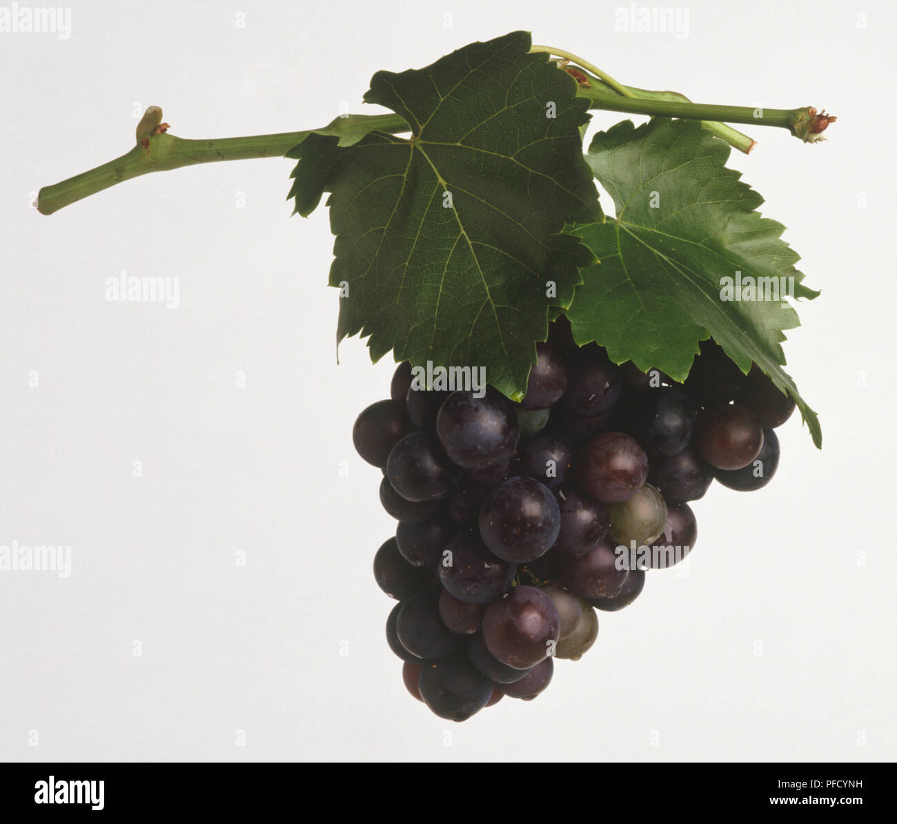 A bunch of dark grapes Stock Photo - Alamy