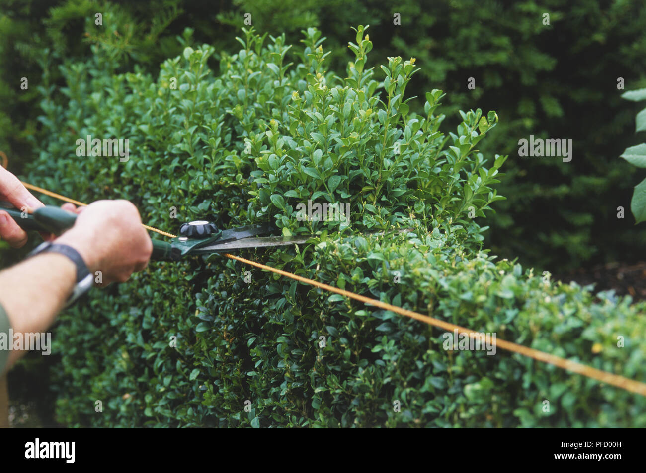 Man using a cane as a guide to cut a hedge with shears Stock Photo - Alamy