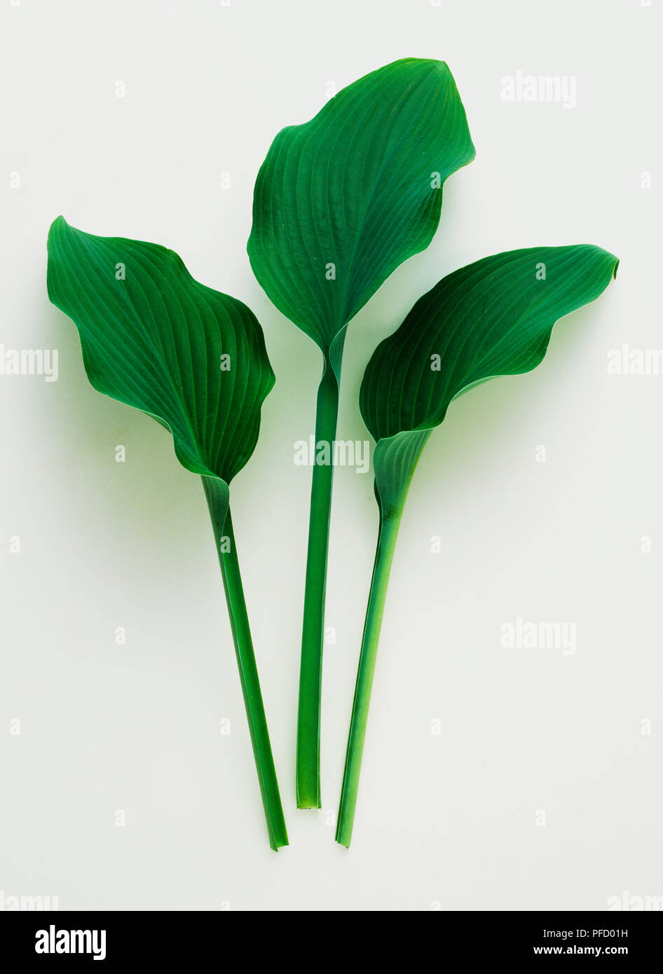 Hosta krossa regal hi-res stock photography and images - Alamy