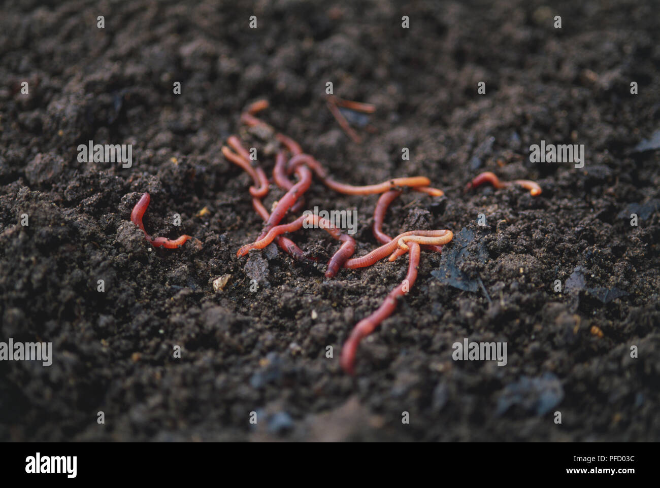 Annelida, Earthworms on surface of soil, close up Stock Photo - Alamy