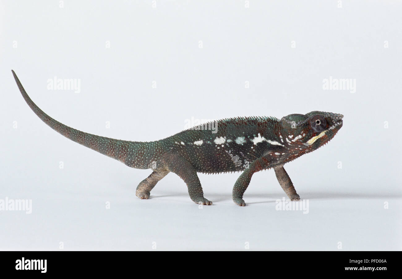 Chameleon, walking, side view Stock Photo - Alamy