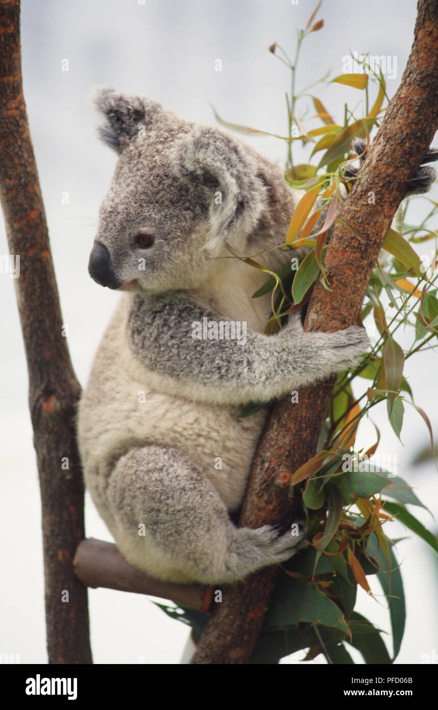 Koala bear clinging to a branch Stock Photo - Alamy