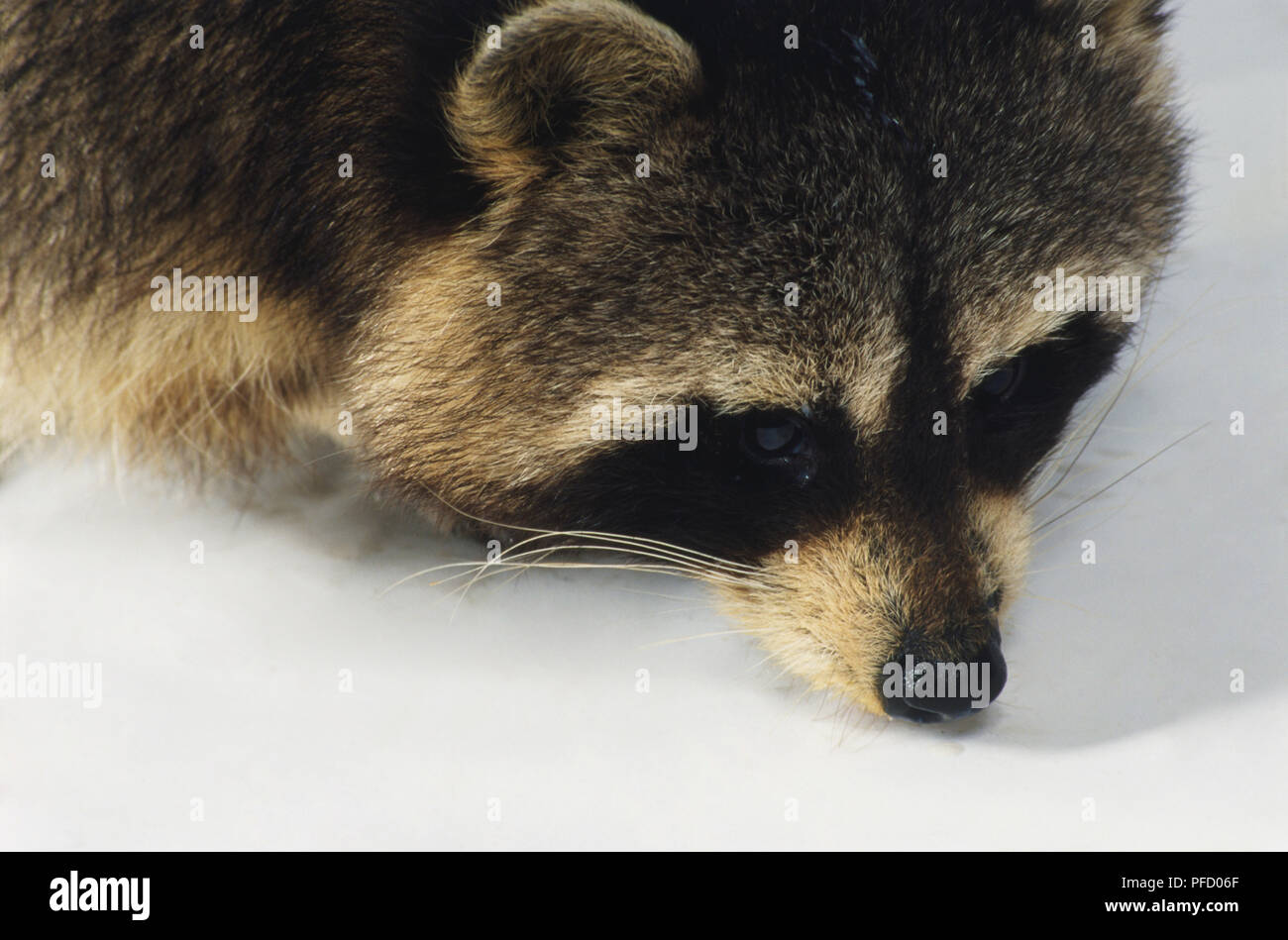 Raccoons head hi-res stock photography and images - Alamy