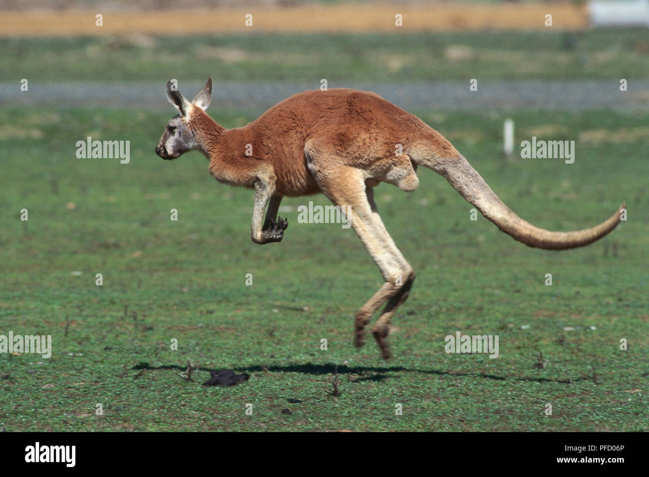 Kangaroo jumping along in a field, side view Stock Photo - Alamy