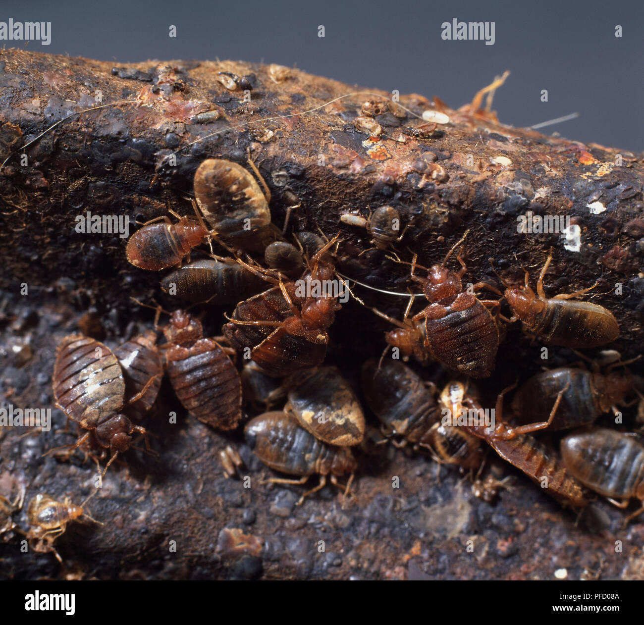 Cimicidae hi-res stock photography and images - Alamy