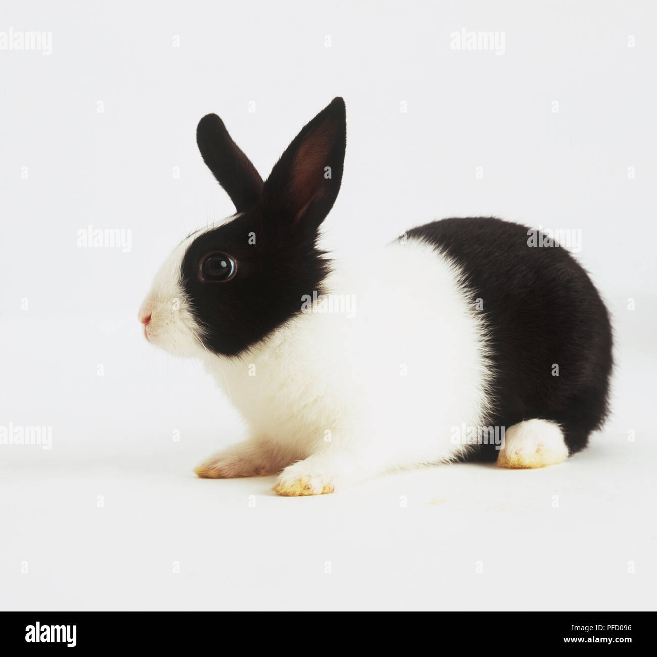 Black and white rabbit, sitting side view Stock Photo - Alamy