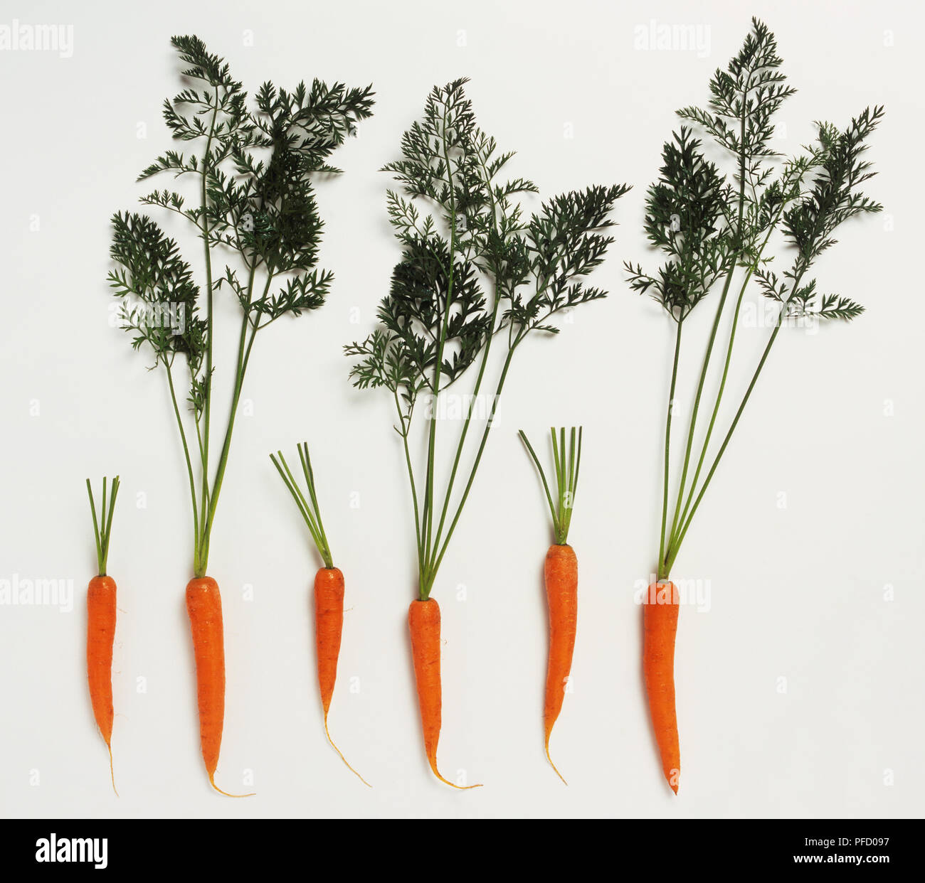 Three carrots with full green shoots and three others with cropped ...