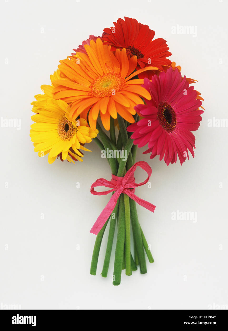 Gerbera sp hi-res stock photography and images - Alamy