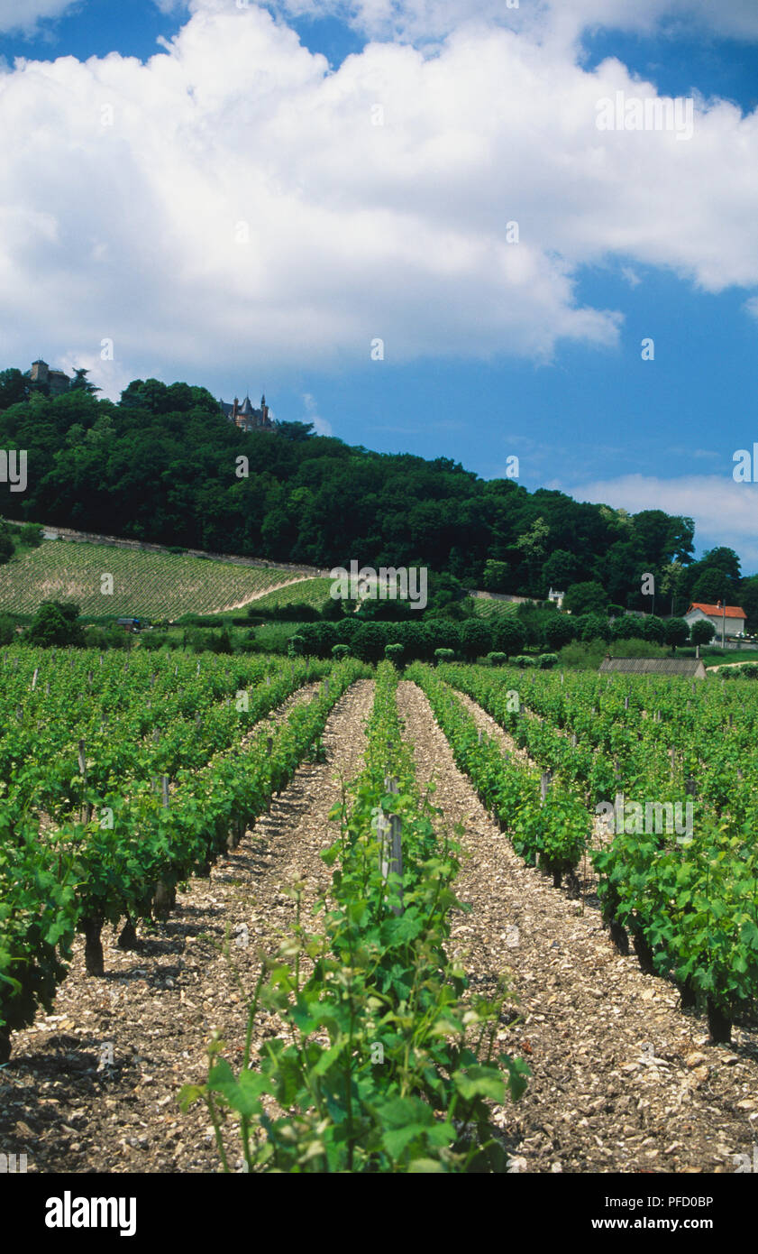 France loire vineyard sancerrois hi-res stock photography and images ...