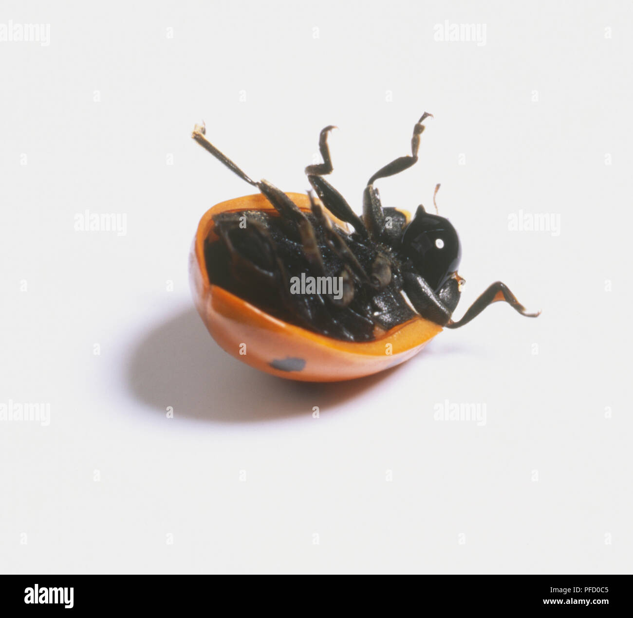 Coccinellidae, Ladybird lying on its shell Stock Photo - Alamy
