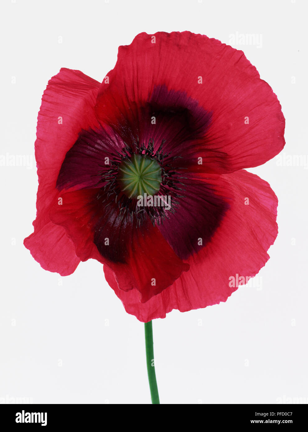 Poppy bulb hi-res stock photography and images - Alamy