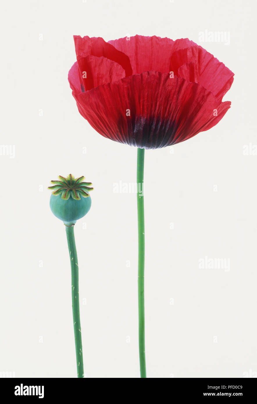 Poppy bulb hi-res stock photography and images - Alamy