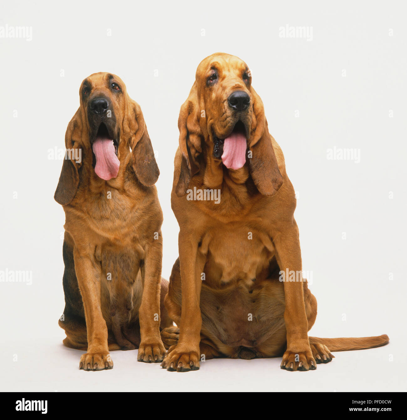Two bloodhounds hi-res stock photography and images - Alamy