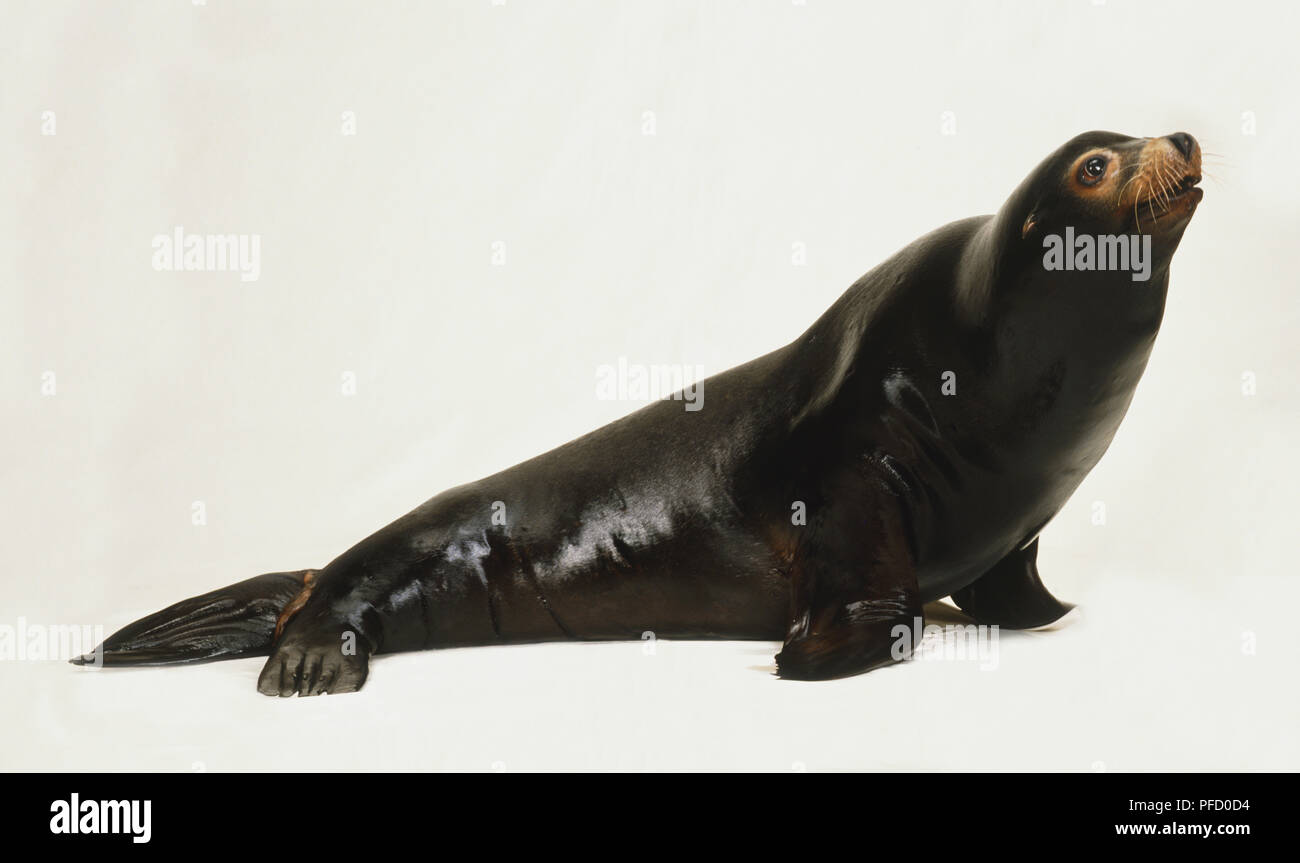 Otariidae, Sea Lion, side view Stock Photo - Alamy