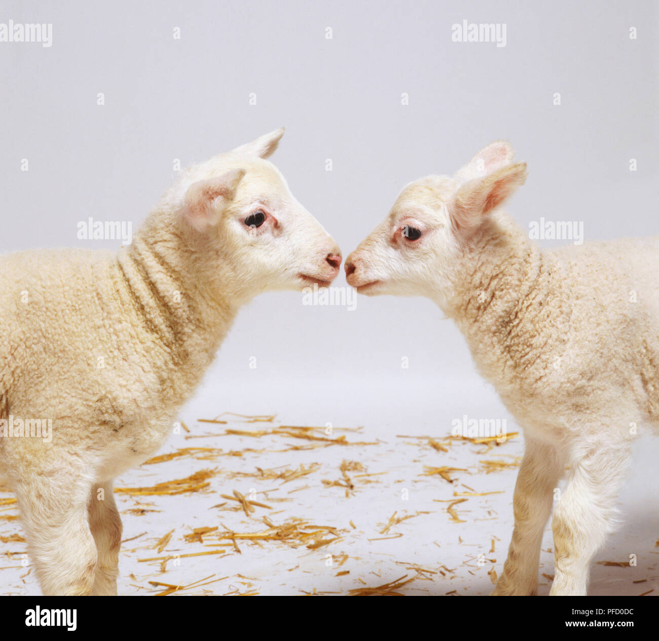 Caprinae, two lambs standing opposite each other with their noses ...