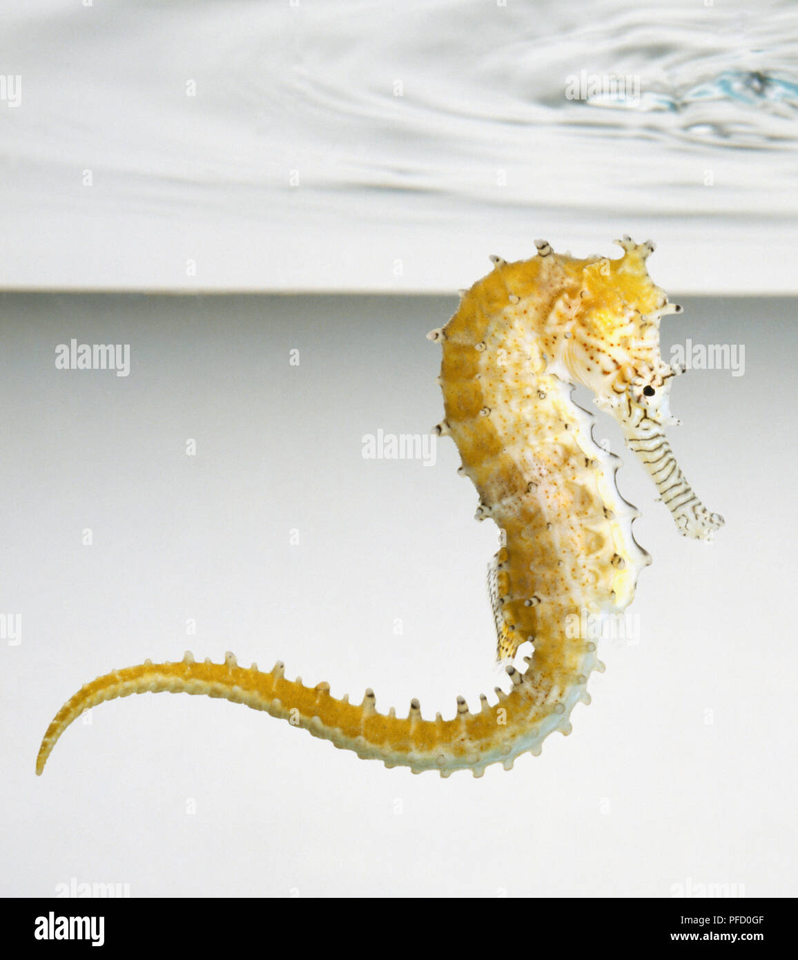 Seahorse, Hippocampus sp., side view Stock Photo - Alamy