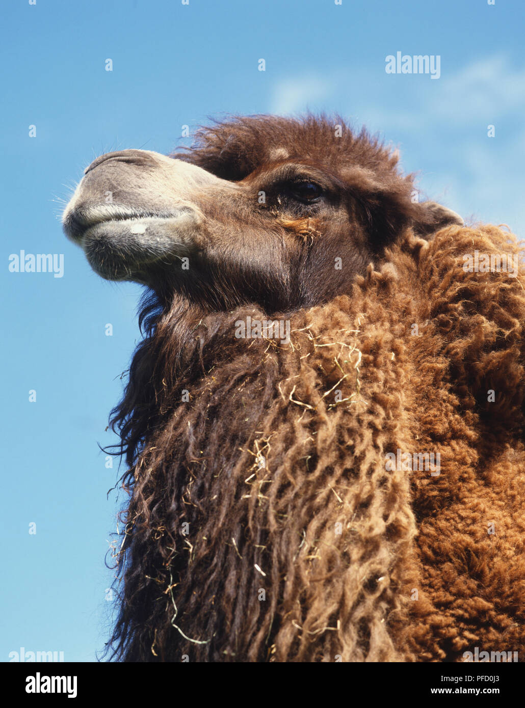 Head camel camels head hi-res stock photography and images - Alamy