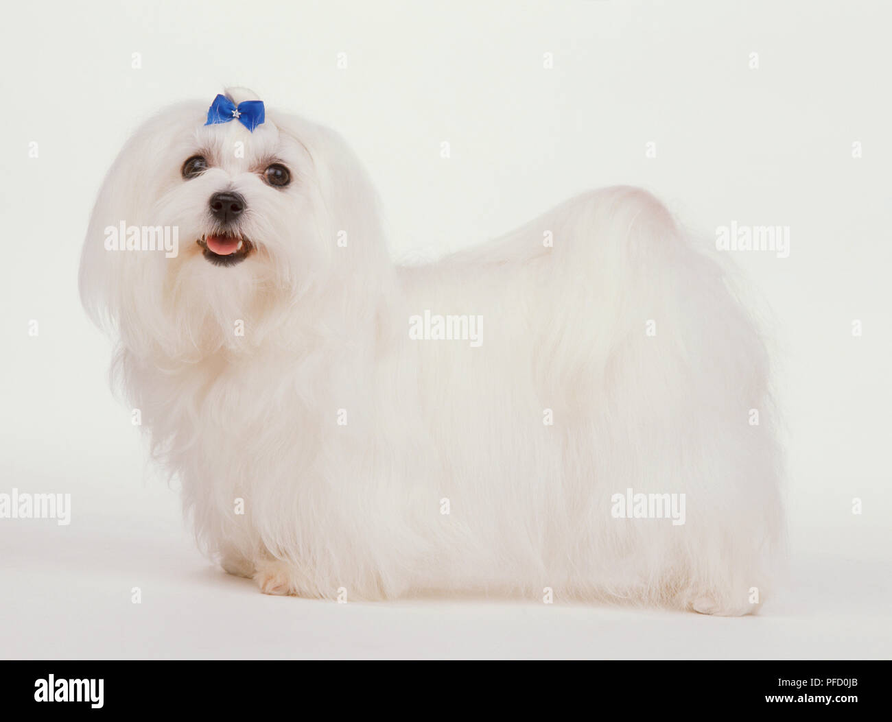Maltese, small white fluffy dog with blue bow in it's fur, side view ...