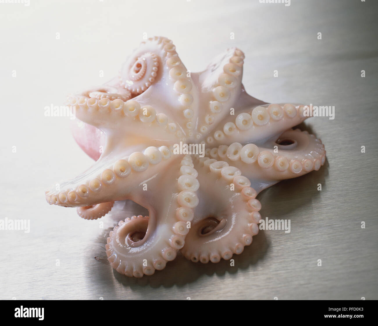 Octopis vulgaris, raw Octopus, view from below Stock Photo - Alamy