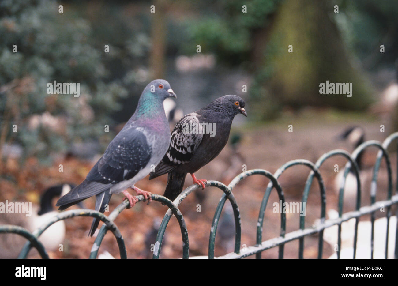 Columbiformes, two Pigeons perched on park railing, side view Stock ...