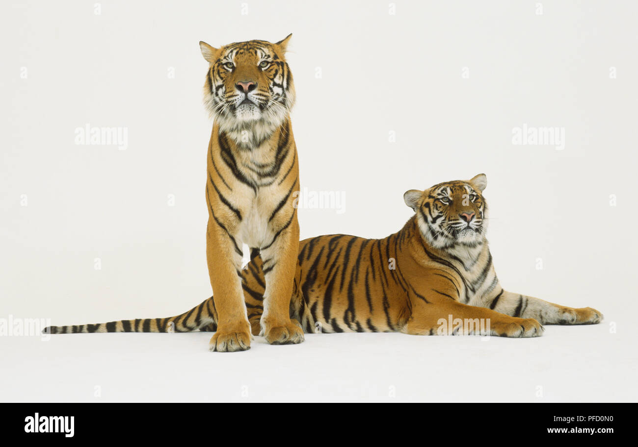 Two Tigers (panthera tigris), one standing and the other lying on its ...