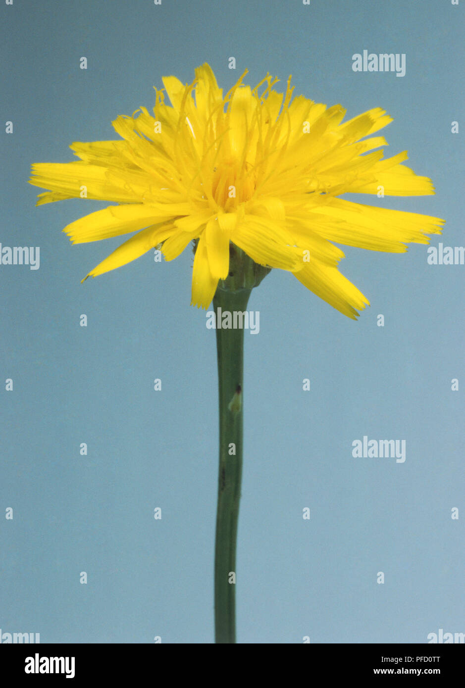 Taraxacum, dandelion, flower and stalk Stock Photo - Alamy