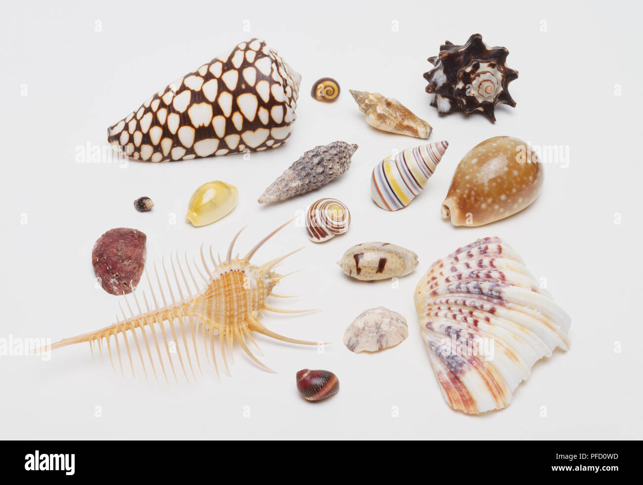 Selection of sea shells, different shapes, sizes and colours Stock ...