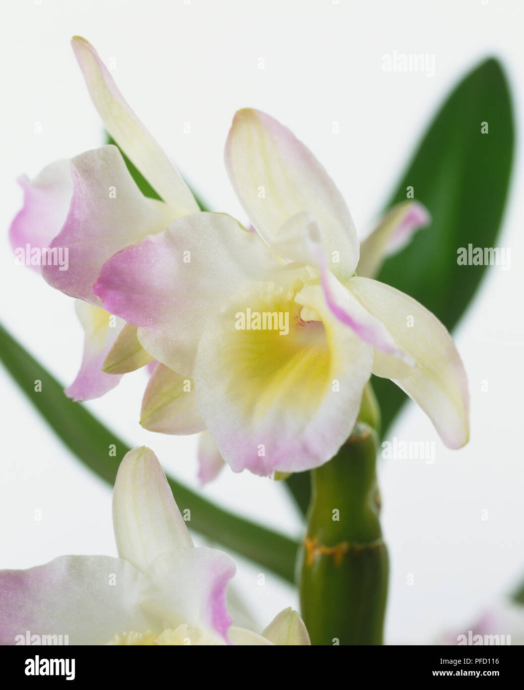 Dendrobium nobile, Noble Dendrobium flower, close-up Stock Photo - Alamy