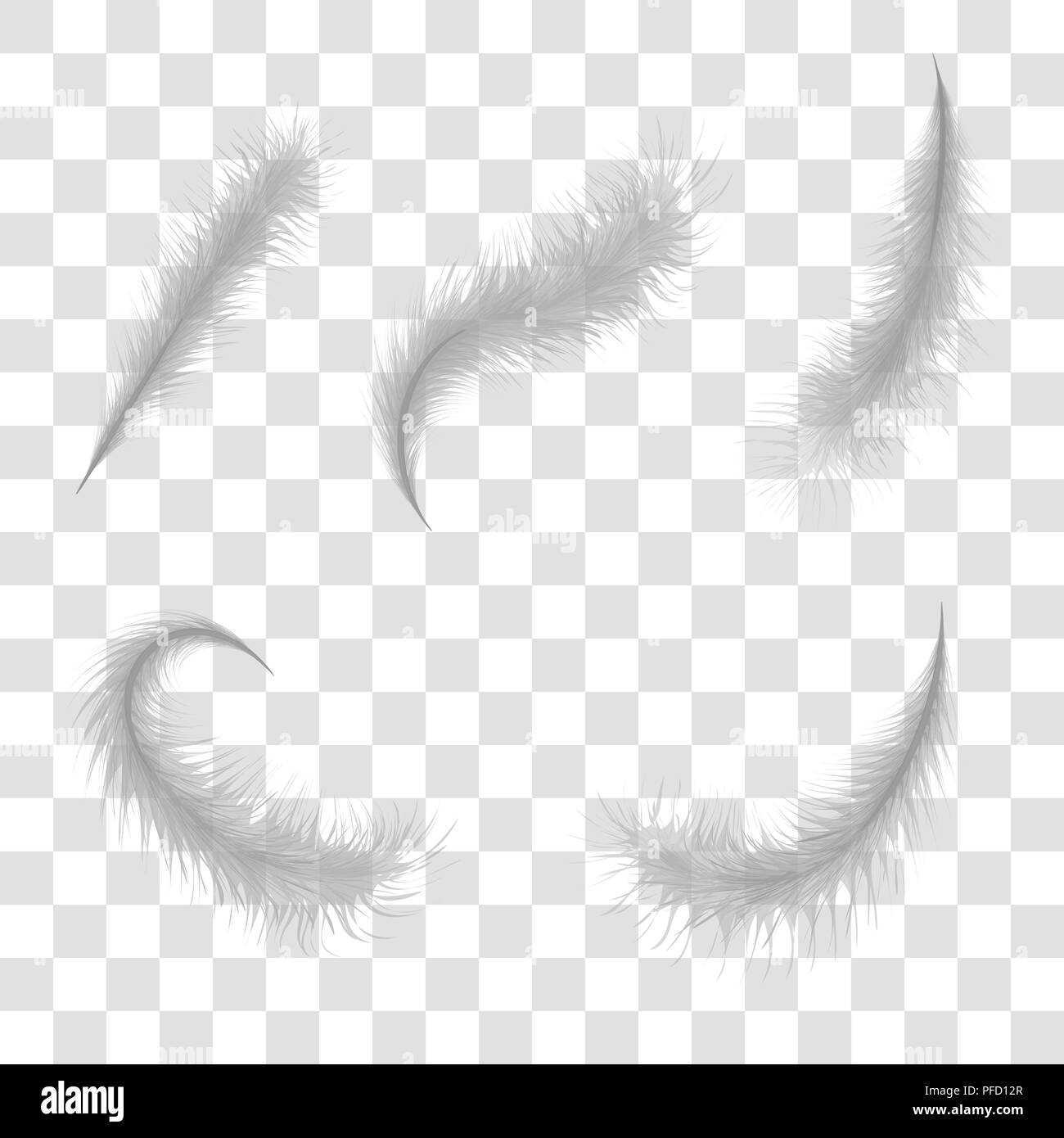 feathers on transparent Stock Vector Image & Art - Alamy