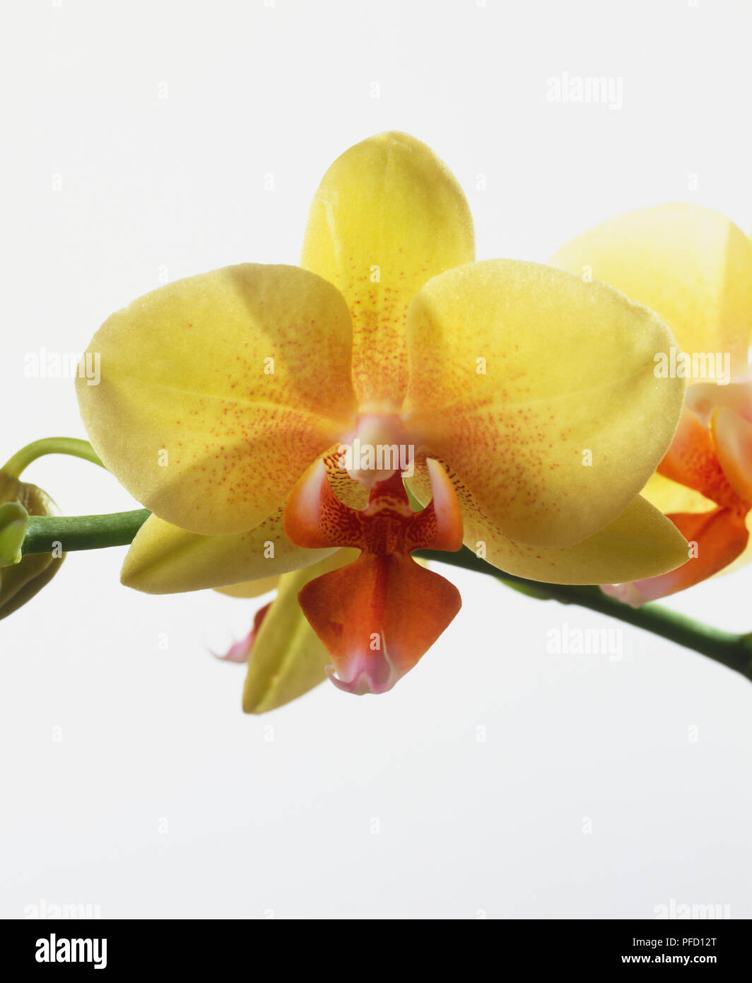 Phalaenopsis hybrids, Phalaenopsis King's Ransom flower, orchid with ...