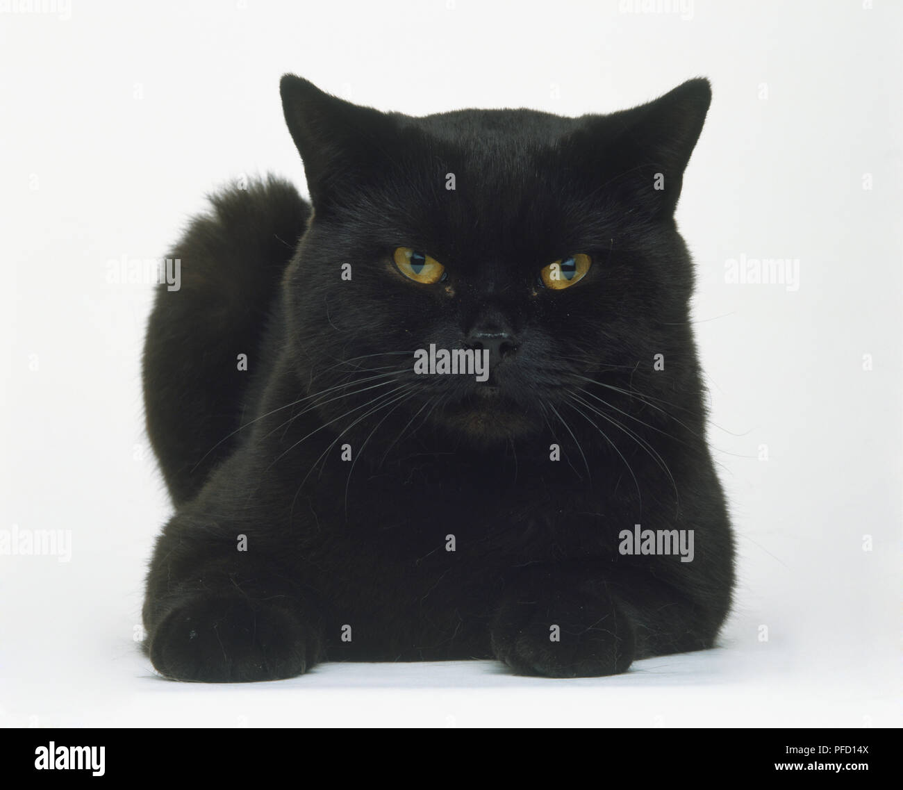 Crouching black British Shorthair Cat (Felis sylvestris catus), front ...