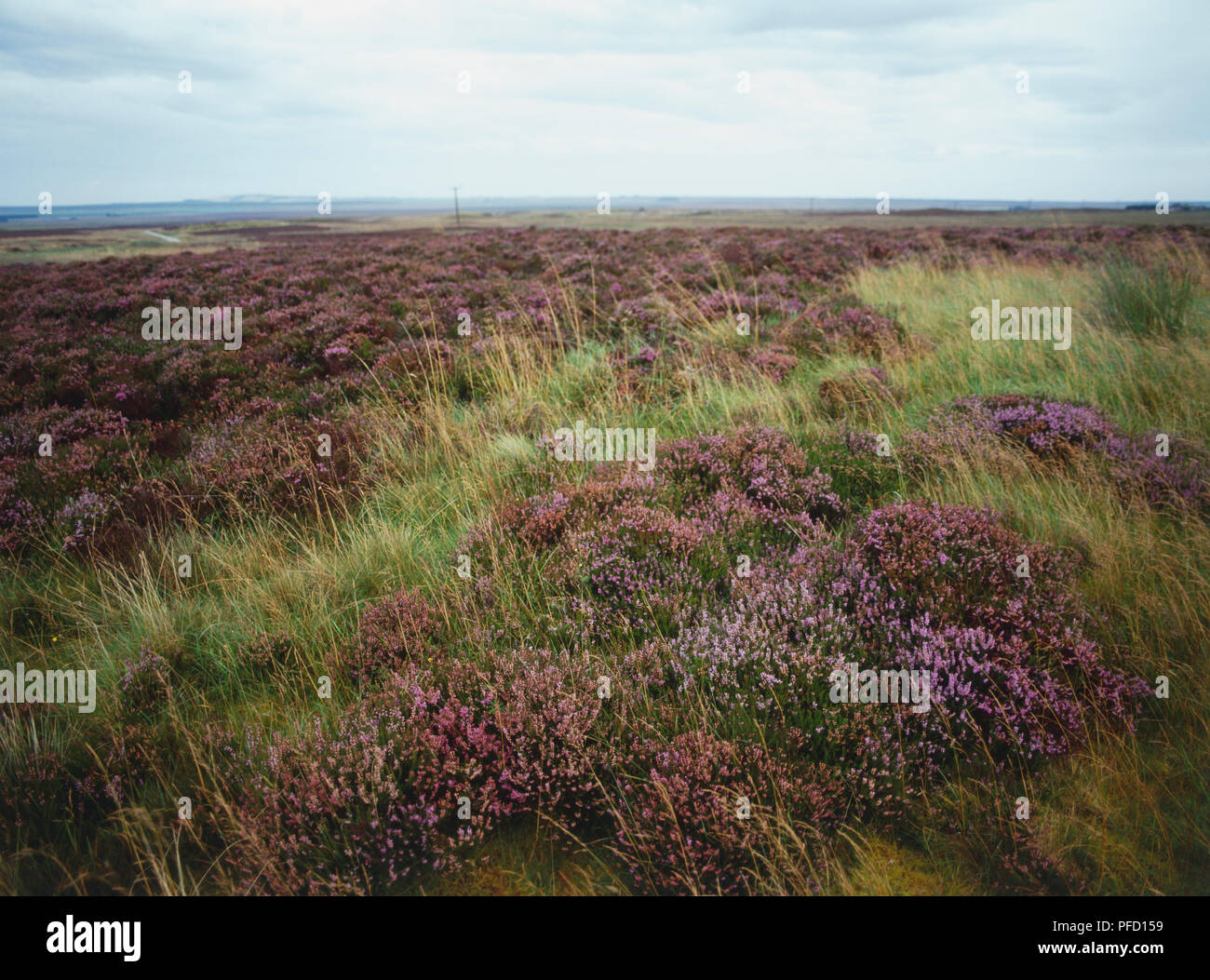 Scottish Countryside High Resolution Stock Photography and Images - Alamy