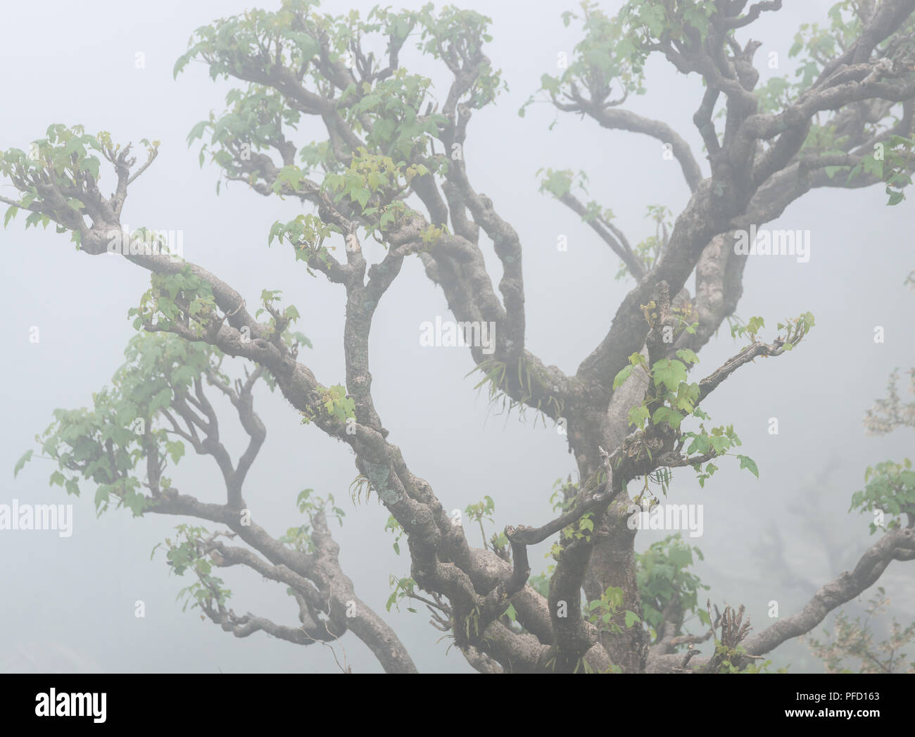Lone tree in foggy field hi-res stock photography and images - Alamy
