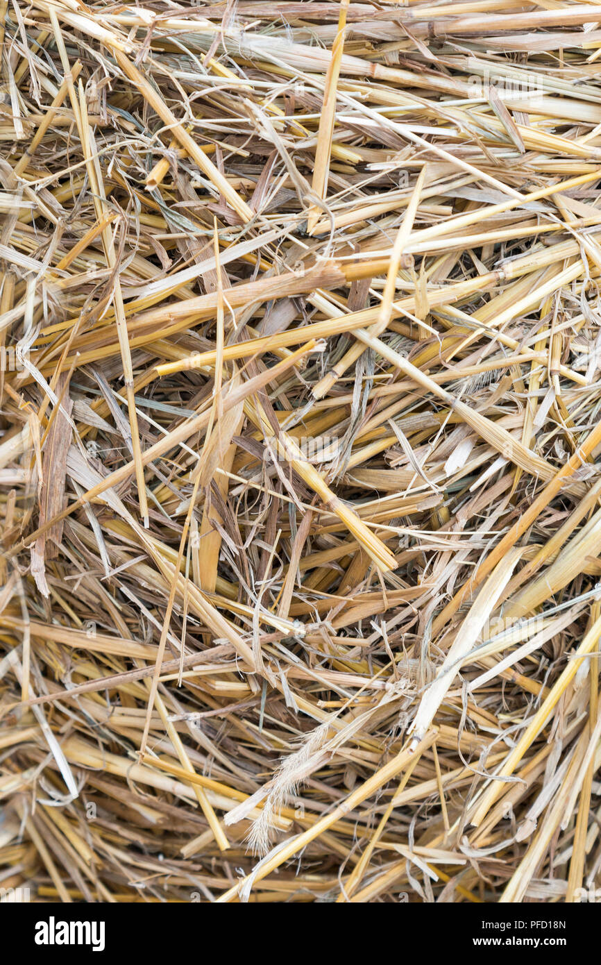 Yellow hay background. background texture dry grass. vertical photo ...