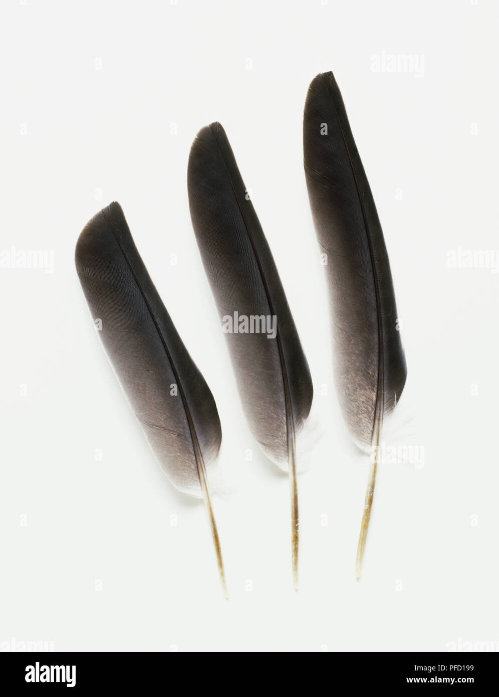Three feathers hi-res stock photography and images - Alamy
