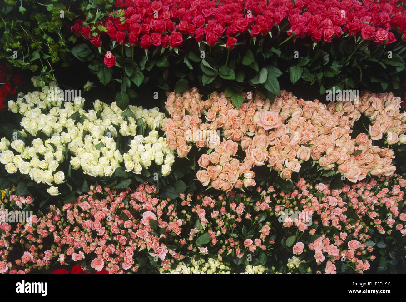 Pas de roses hi-res stock photography and images - Alamy