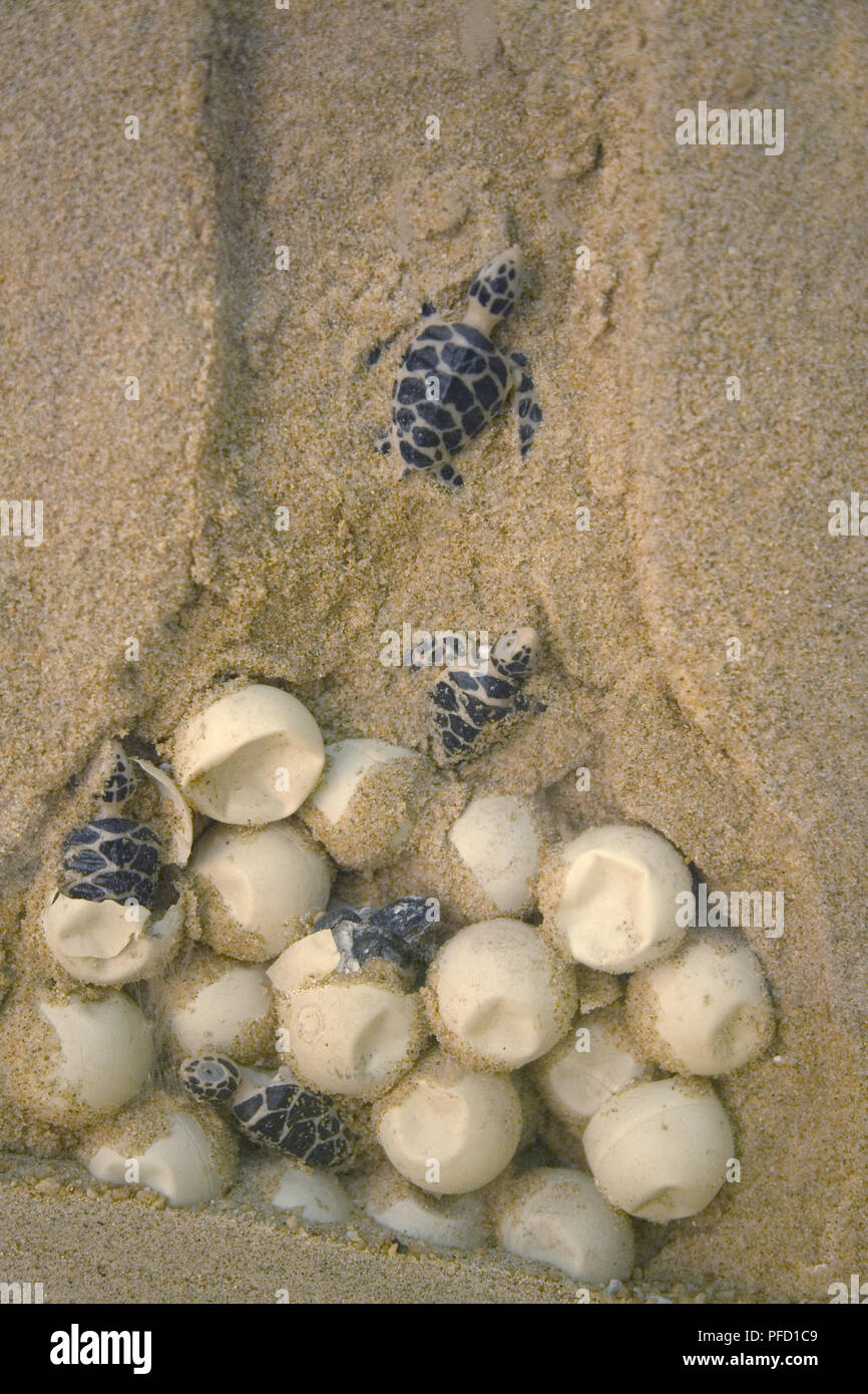 Baby sea turtle hatching egg hi-res stock photography and images - Alamy