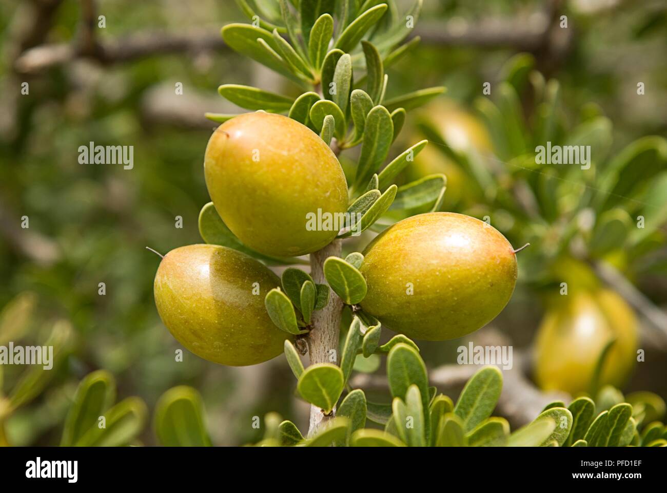 Argan tree hi-res stock photography and images - Alamy