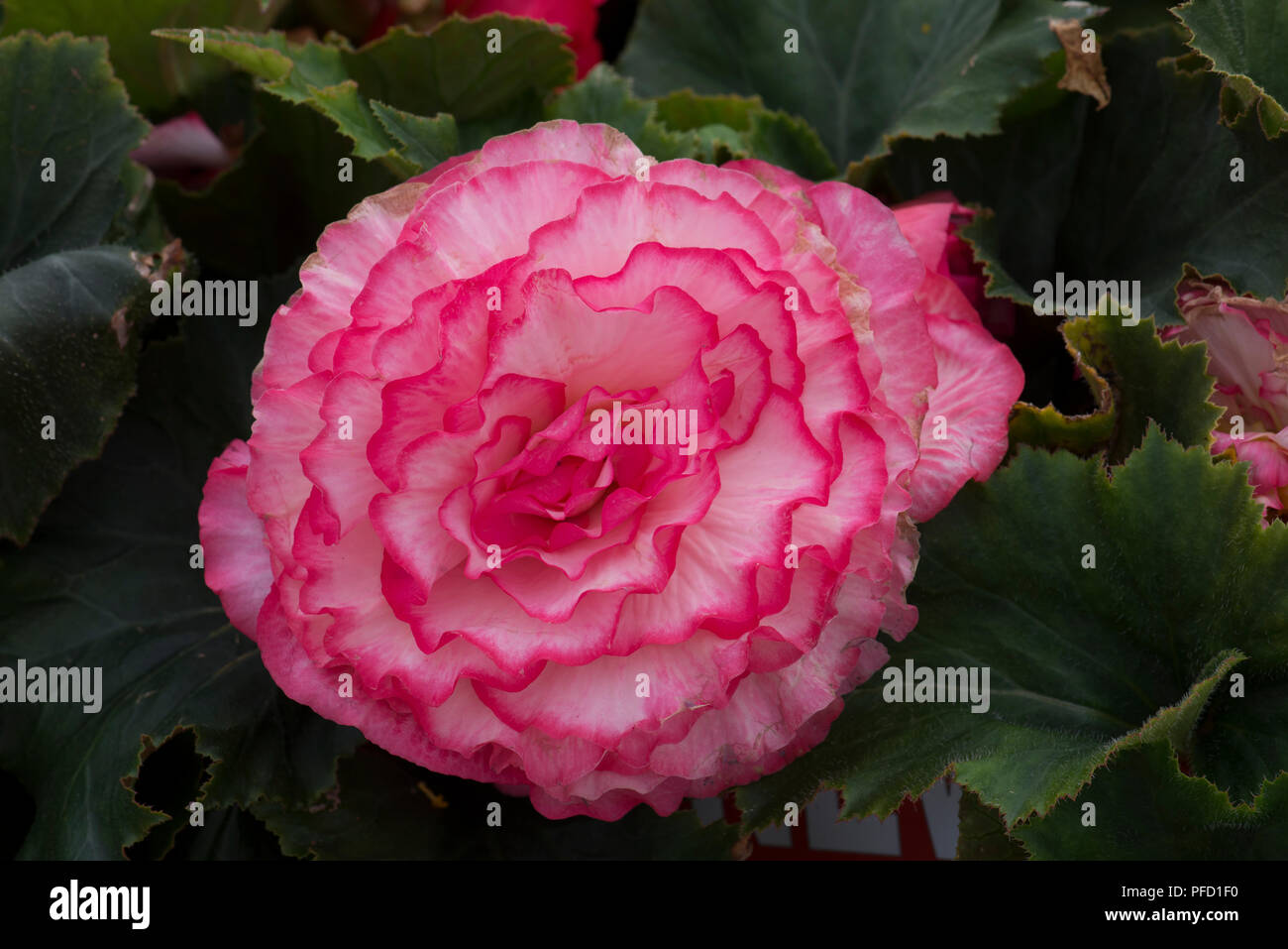 Begonia white pink picotee hi-res stock photography and images - Alamy
