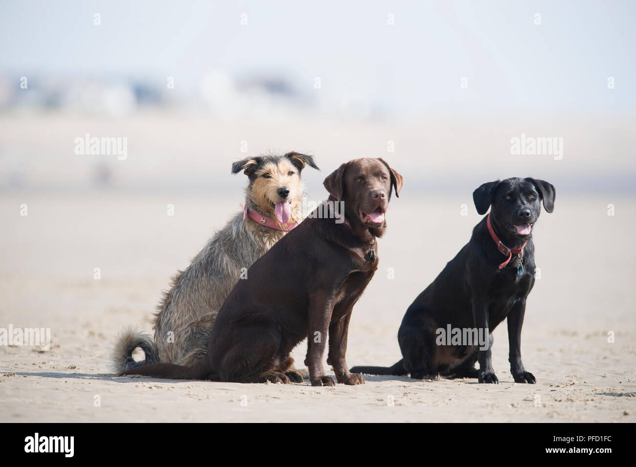 Two Labrador Retrievers and a mixed-breed dog sitting side by side on a ...