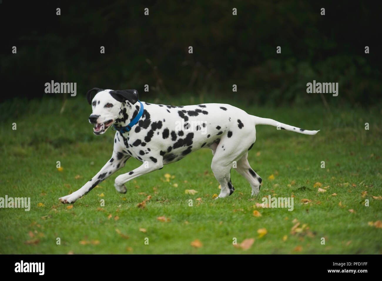 Energetic young Dalmatian running on grass Stock Photo - Alamy