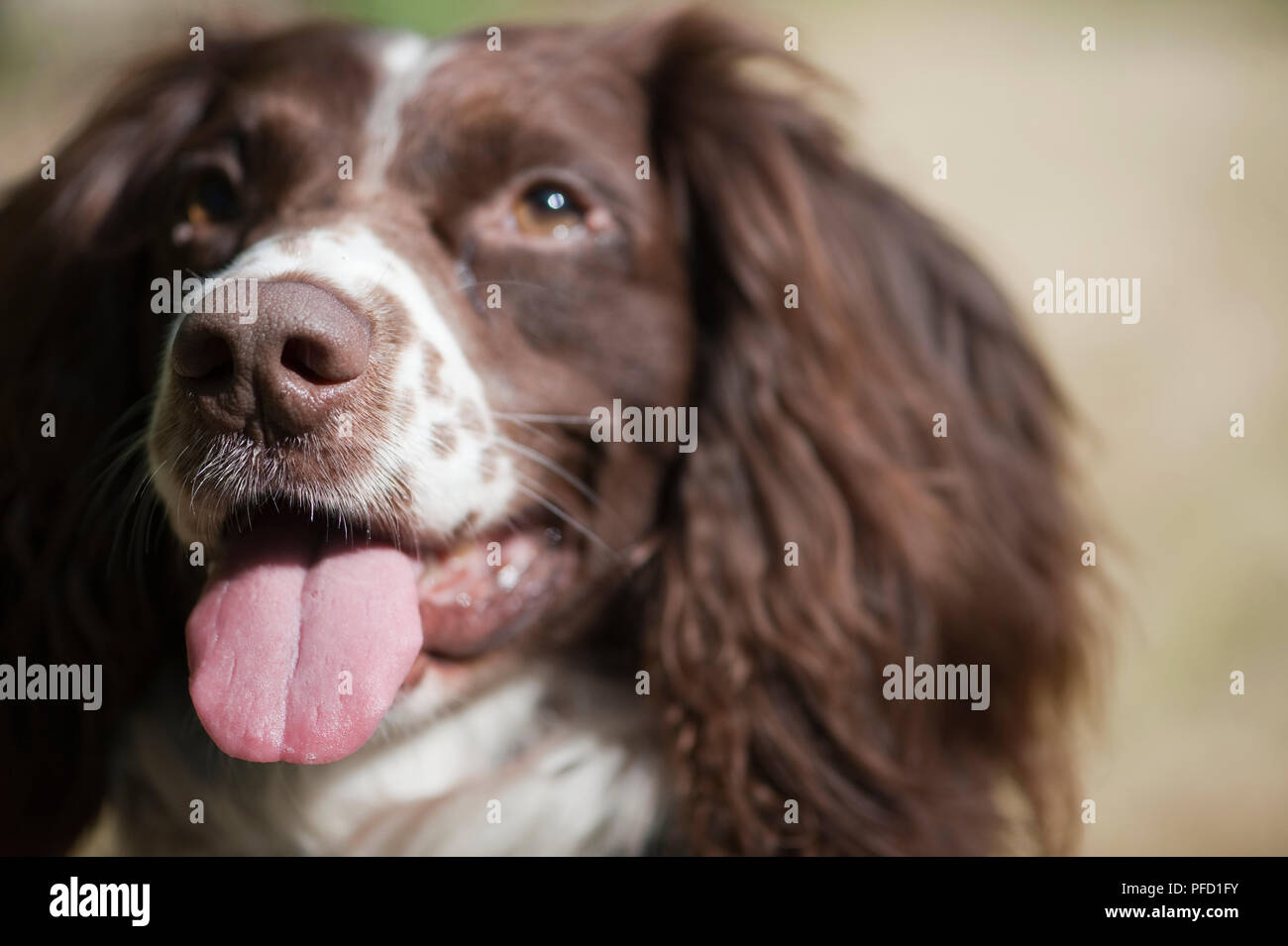 Head of a Springer Spaniel sticking out tongue, close-up, front view ...