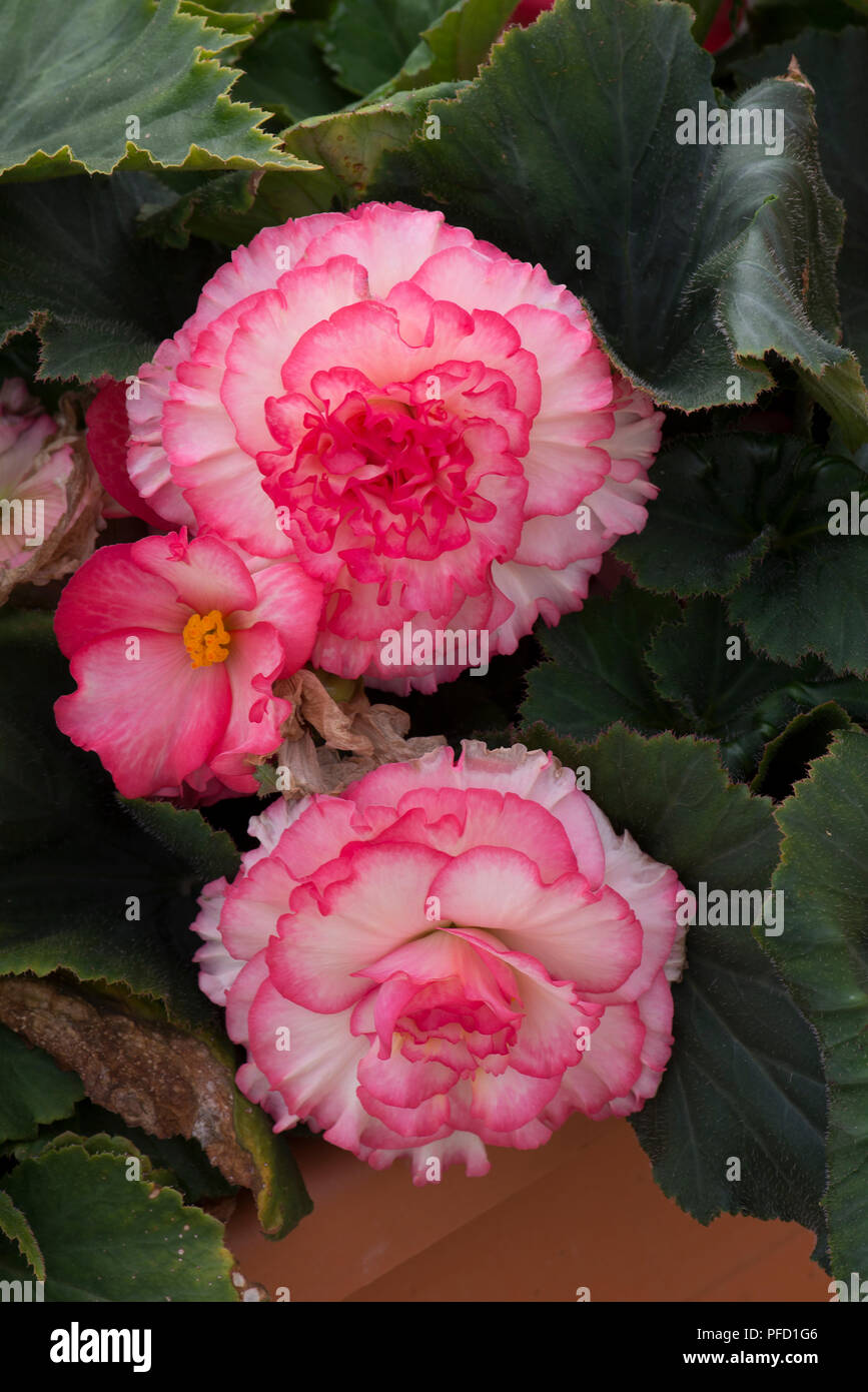 Begonia f1 majestic white pink picotee hi-res stock photography and ...