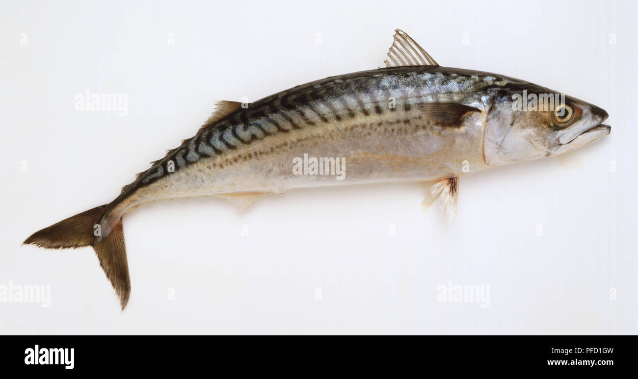 Common Atlantic Mackerel Scomber Scombrus Specimen Fish Stock Photo