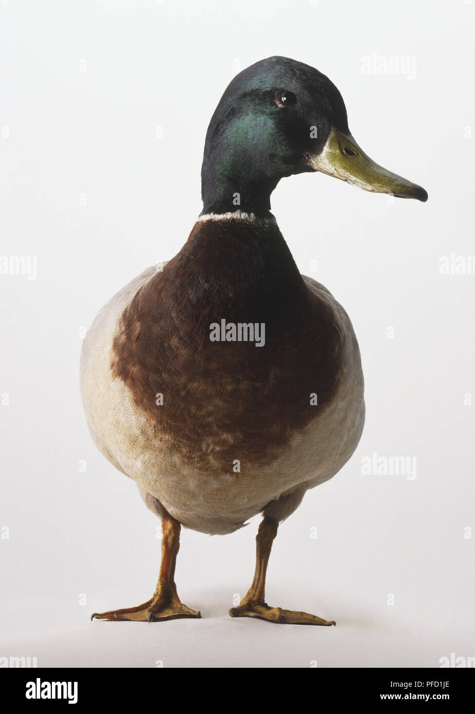 Mallard anatomy hi-res stock photography and images - Alamy