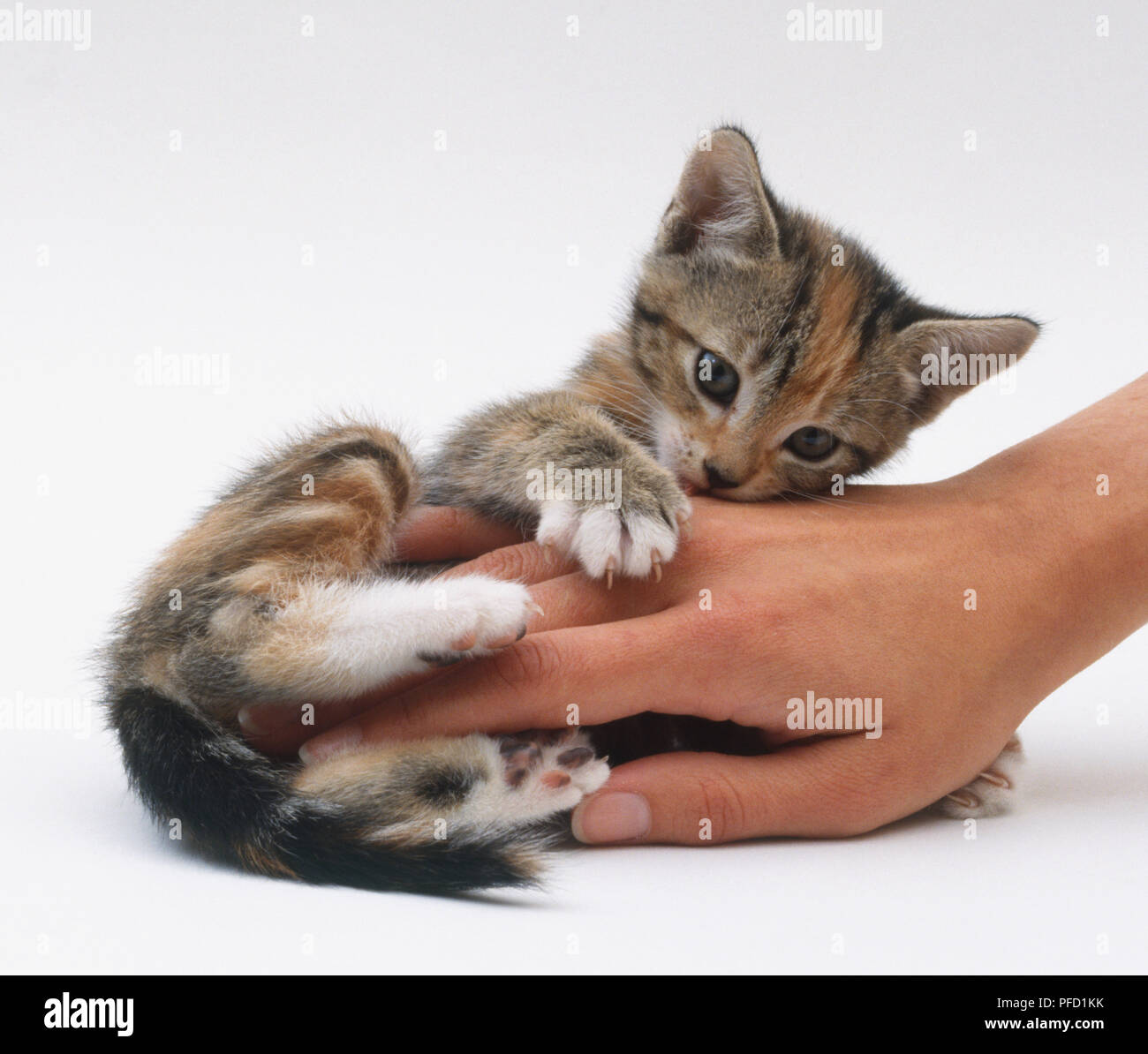 Womans hand playing cat hi-res stock photography and images - Alamy