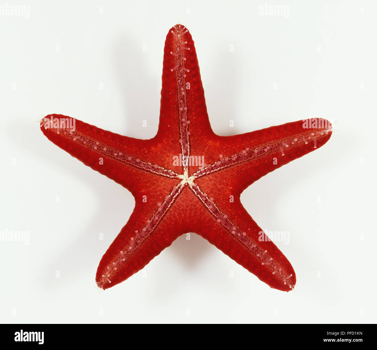 Asterias rubens red starfish hi-res stock photography and images - Alamy