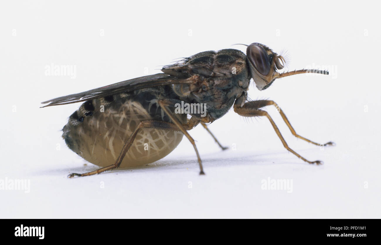 Tsetse fly hi-res stock photography and images - Alamy