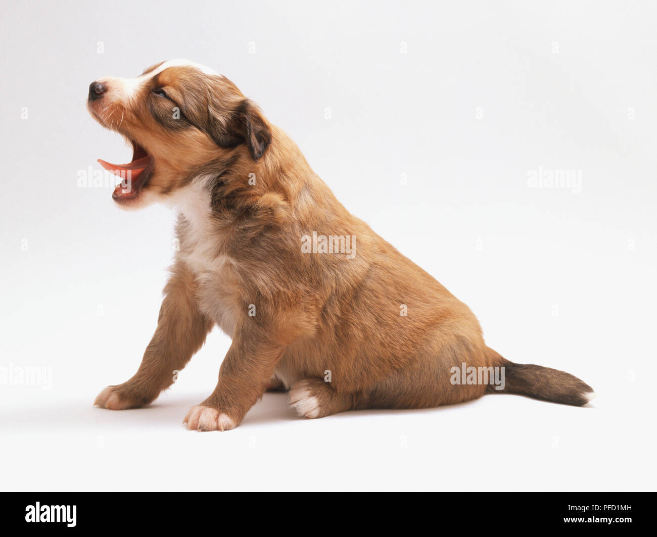 A brown and white puppy yawning, side view Stock Photo - Alamy