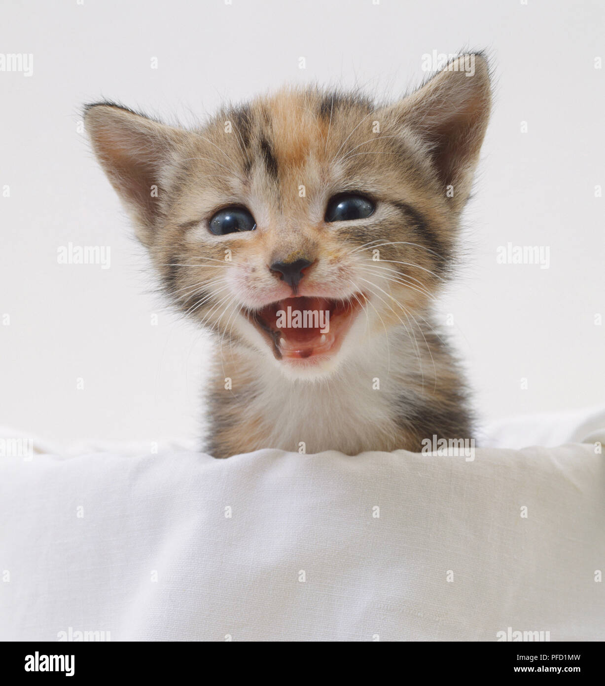 Tabby and white kitten with mouth open, crying for its mother in ...